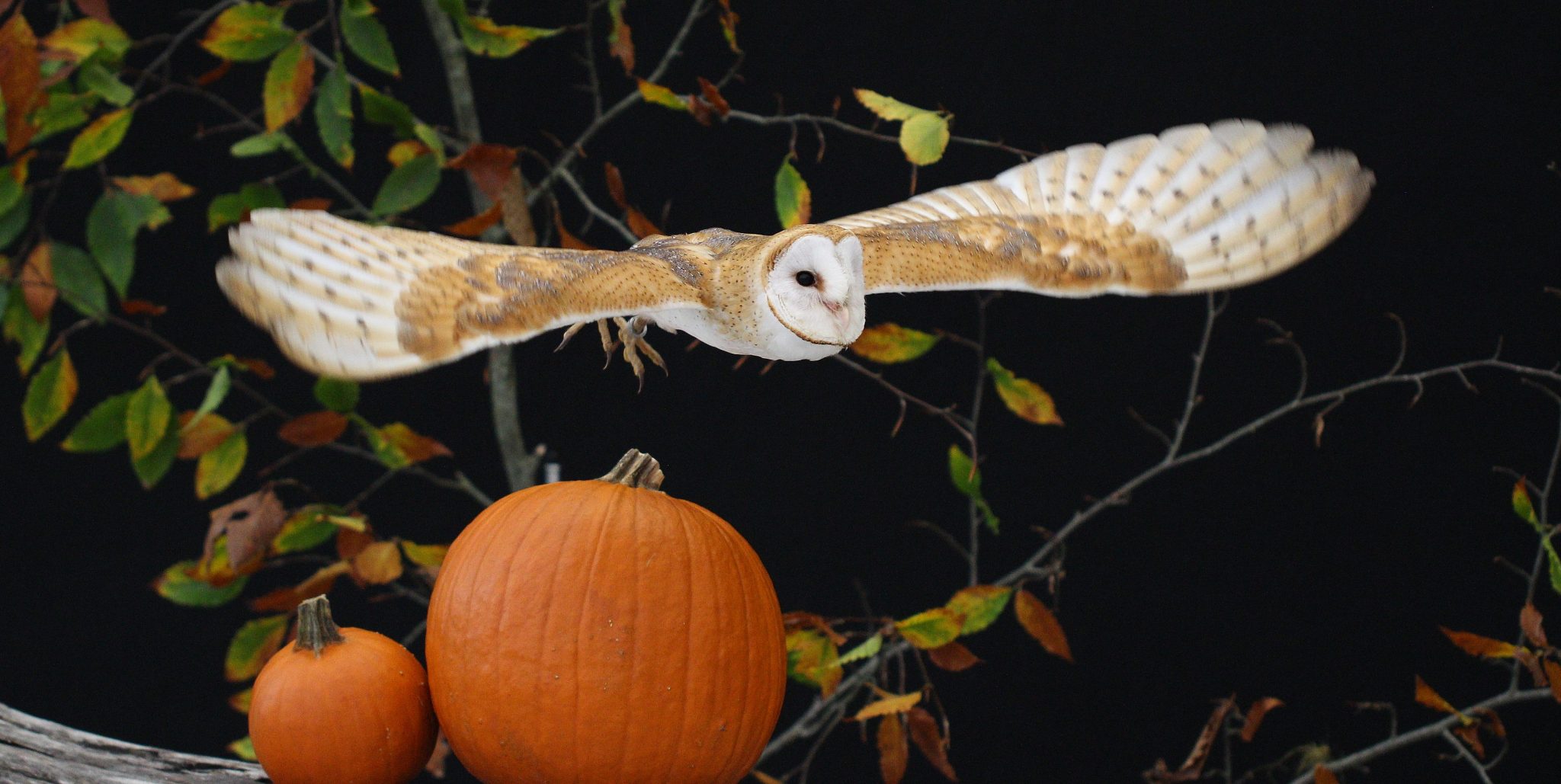 Photography Sessions – Canadian Raptor Conservancy