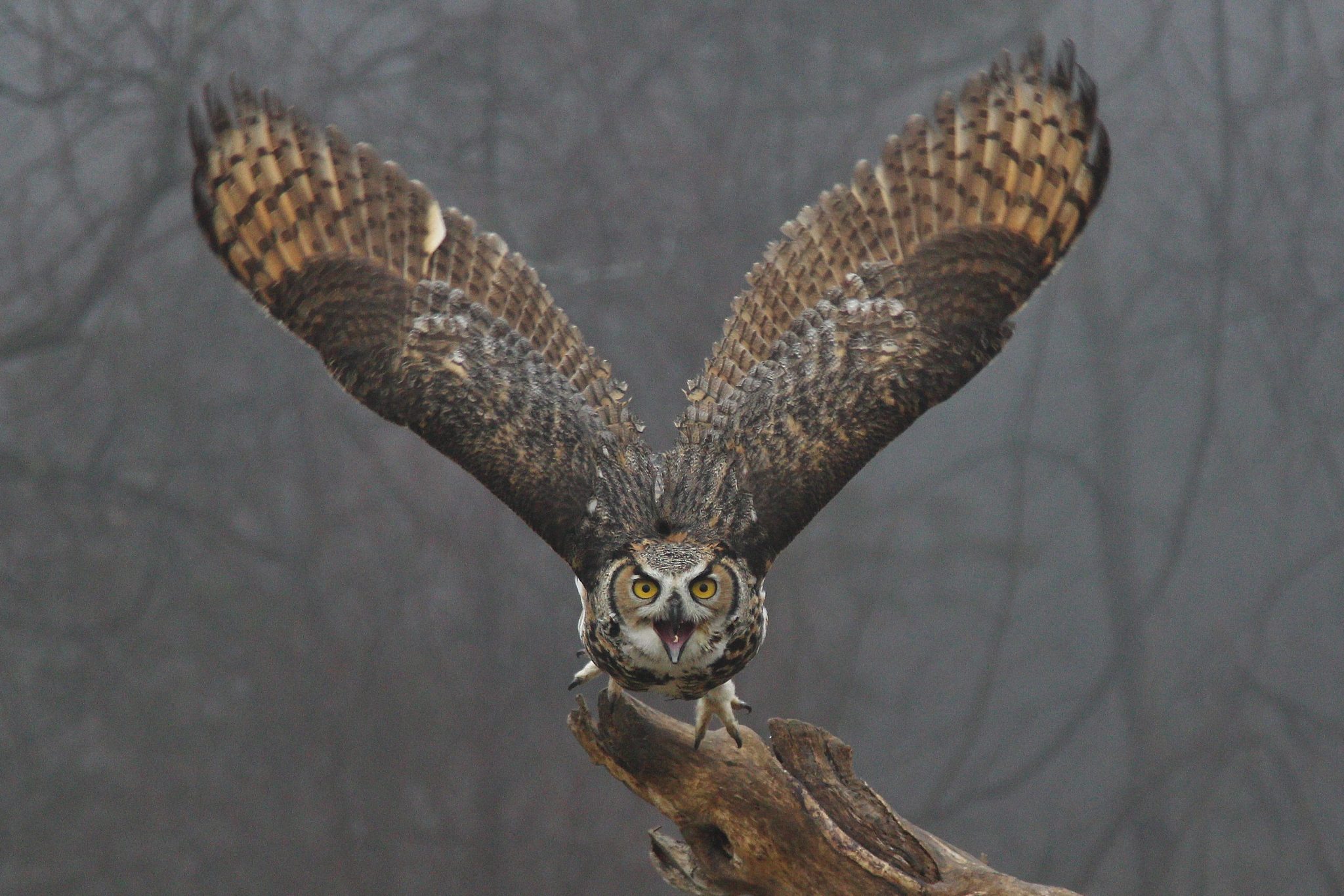 Photography Sessions – Canadian Raptor Conservancy